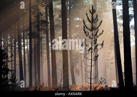 dawn in a pine forest Stock Photo - Alamy