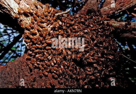 Wild bees, Apidae, Brazil, Pantanal Stock Photo - Alamy