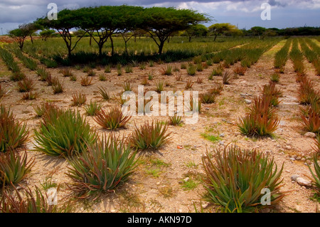 Aruba Aloe - Aloe Vera plantation, Aruba, Lesser Antilles, Caribbean ...