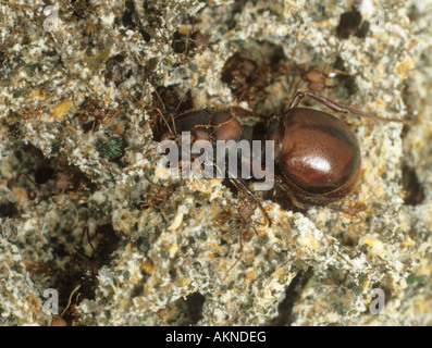 Soldier Ant, Leaf Cutter, Atta cephalotes, close up of jaws Amazon ...