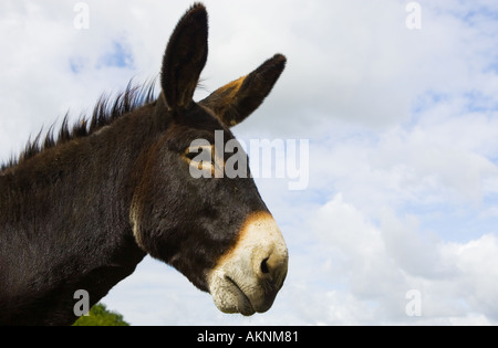Donkey Normandy France Stock Photo - Alamy