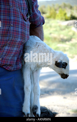 Shepherd with flock of sheep, Spanish Pyrenees, shepherd, herdsman ...