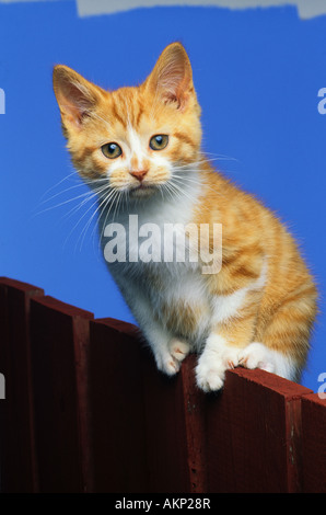 Orange tabby Kittens, Felis catus, for adoption in cage at an animal ...