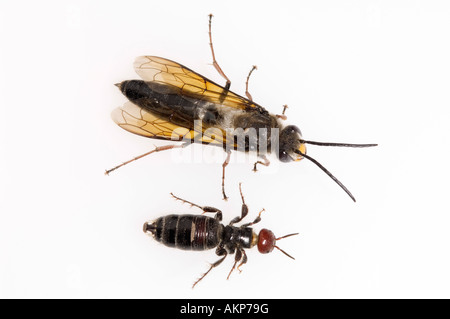 Wingless female flower wasp Stock Photo - Alamy