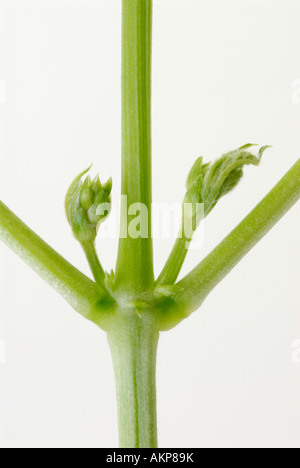 Lateral or axillary buds and stems in a plant Stock Photo - Alamy