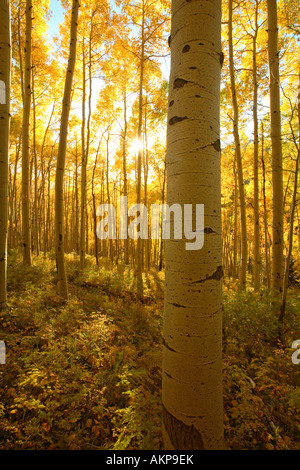 Stand of aspen trees in Telluride, Colorado Stock Photo - Alamy