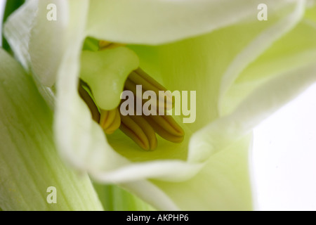 Oriental Arum Lily buds Stock Photo - Alamy