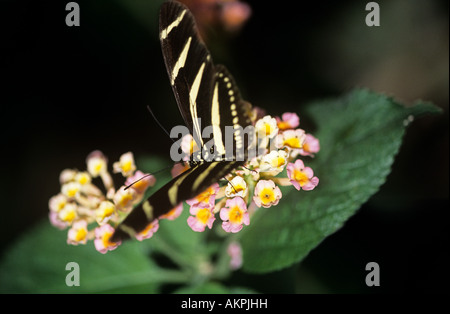 A Zebra Longwing butterfly perching on flower isolated in blurred ...