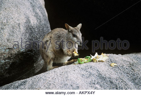 wallaby wallabies australia australian herbivore herbivores marsupial ...