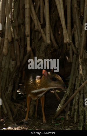 lesser mouse deer (Tragulus javanicus Stock Photo - Alamy