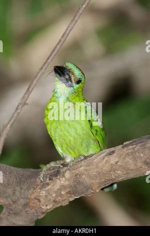 Red-throated Barbet (Megalaima mystacophanos Stock Photo - Alamy