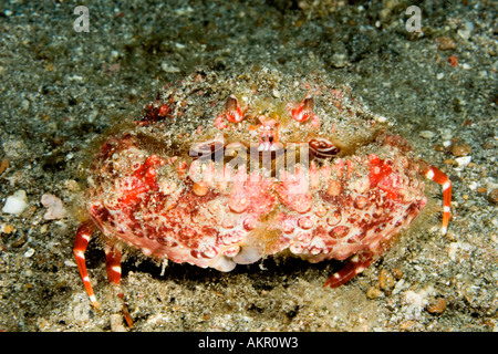 Box crab (Calappa sp.). Lembeh Strait, North Sulawesi, Indonesia Stock ...