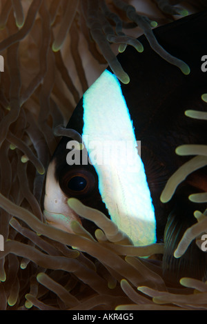 Clark anemonefish, Amphiprion clarkii, Borneo Malaysia Stock Photo - Alamy