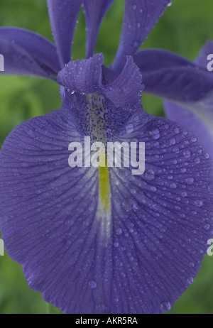 Close up of an Iris Xiphioides (English Iris) growing in a garden Stock ...
