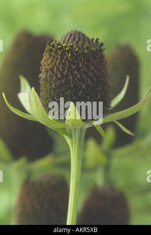 Rudbeckia occidentalis 'Green Wizard'. Coneflower Stock Photo - Alamy