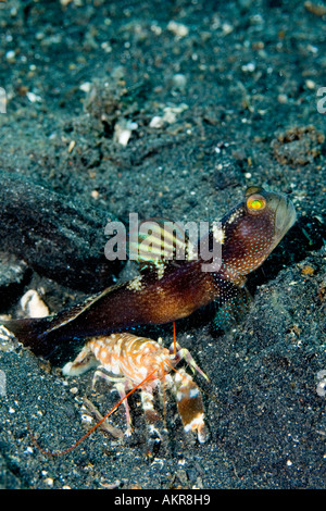 Barred shrimpgoby, Cryptocentrus fasciatus, Lembeh Strait, North ...