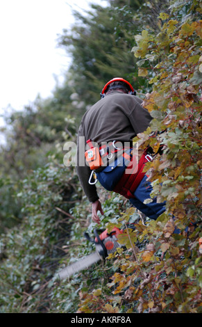 A tree surgeon pruning sycamore trees Stock Photo - Alamy