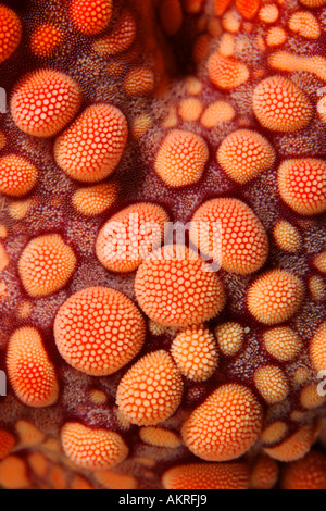 Rose sea star (Nardoa rosea) from the Maldives Stock Photo - Alamy