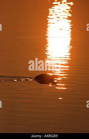Coot Displaying Birds Natural World Wales Stock Photo - Alamy