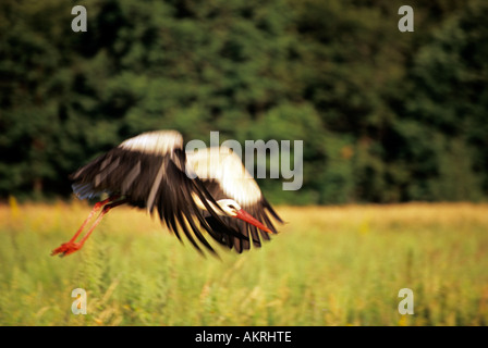 Poland, Swietokrzyskie White Stork flying Stock Photo - Alamy