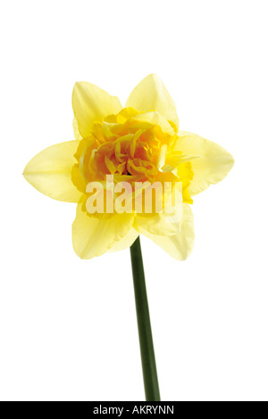Daffodil (Narcissus pseudonarcissus) flower in eastern spring Stock ...