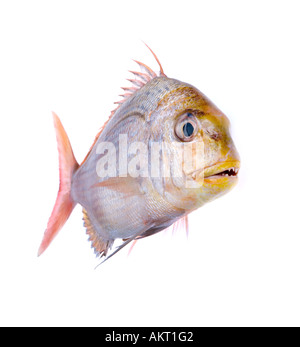 very fresh Dorade dorad food fish rose red yellow open mouth teeth ...