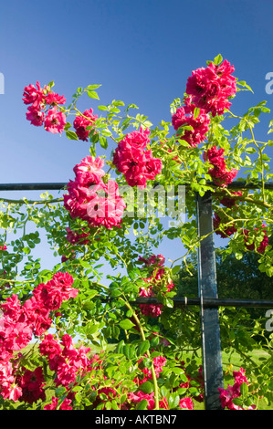 rambling roses growing at Holehird gardens, Windermere, Cumbria, UK ...