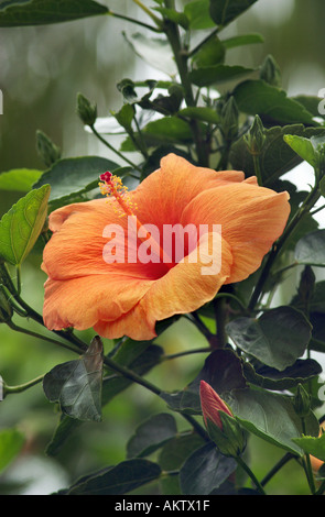 ORANGE HIBISCUS FLOWER Stock Photo - Alamy