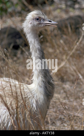 ostrich Emu with tuft Stock Photo - Alamy