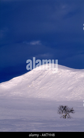 Birch tree in front of mount Salsfjellet . Hedmark fylke , Norway Stock ...