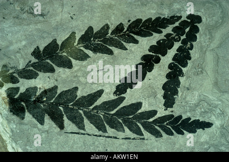 Plants of the Triassic Period Stock Photo - Alamy