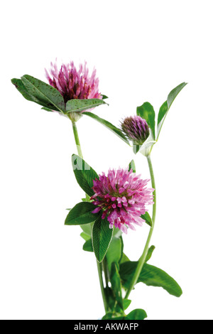flower of a red clover clover with leaves and a stem close-up isolated ...