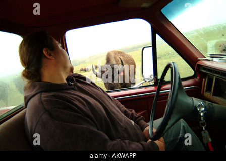 Bison Ranch at Fort Berthold Indian Reservation North Dakota Stock ...