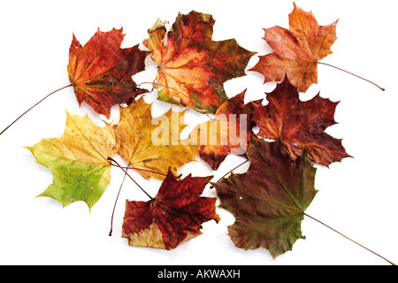 Several multicolored autumn maple leaves on the ground from above Stock ...