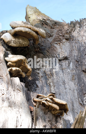 oyster fungus on rotting beech tree Stock Photo - Alamy
