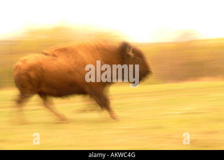 Bison Ranch at Fort Berthold Indian Reservation North Dakota Stock ...
