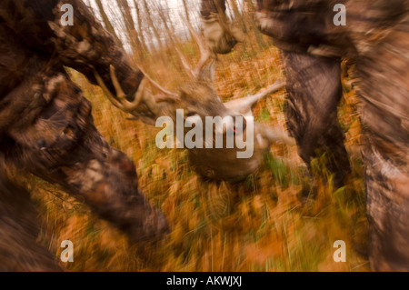 Hunters dragging dead whitetail deer in Pike County Illinois Stock ...