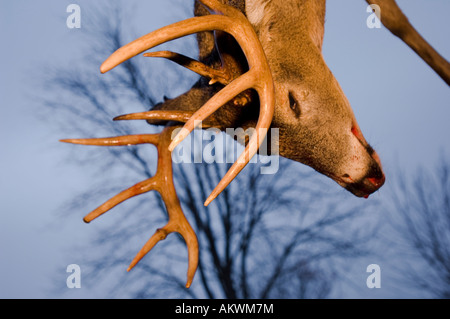 Dead whitetail deer hanging in Pike County Illinois Stock Photo - Alamy