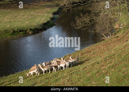A small herd of Fallow Deer (Dama dama) different colours , trotting ...