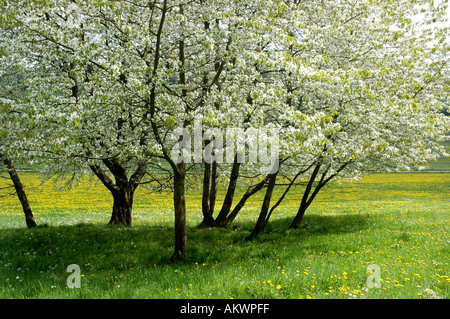 Idyllic Farm In The District Of Bad Tolz Located In Upper Bavaria Stock ...