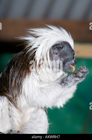 Cotton Top Tamarin Eating in Natural Habitat Stock Photo - Alamy
