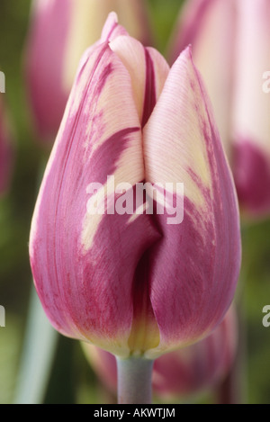 Tulipa 'Blueberry Ripple' (Tulip) Triumph Group. Close up of three ...
