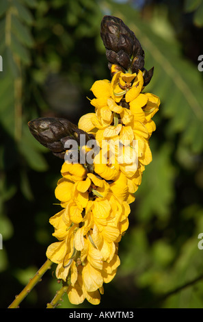 vertical peanut butter or popcorn Cassia senna Didymobotrya Leguminosae ...