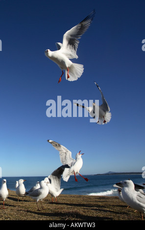 Silver Gulls Aloft Stock Photo - Alamy