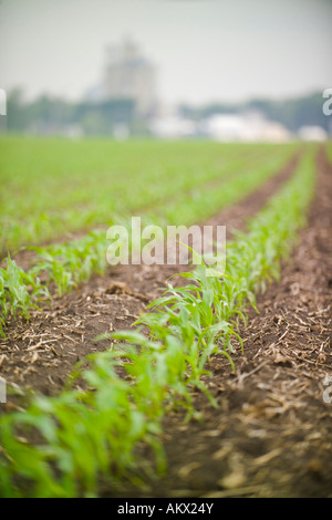 Young corn plants growing in row in a field. Agriculture Stock Photo ...