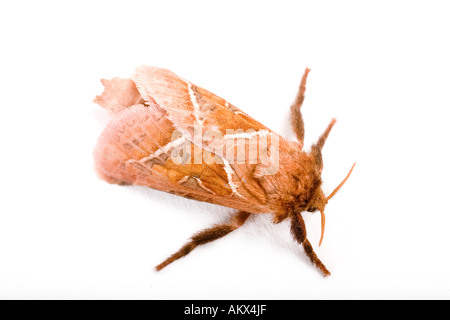 Orange Swift (Triodia sylvina Stock Photo - Alamy
