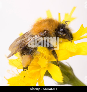 common carder bee (Bombus pascuorum) on lavender Stock Photo - Alamy