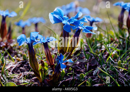 Group of blue spring gentian (Gentiana verna) flowers Stock Photo - Alamy