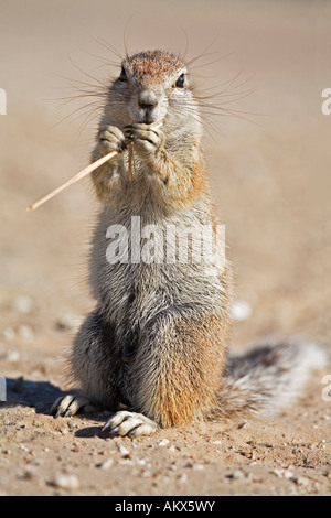 Wild ground-squirrels rodents marmotini animals in natural habitat ...