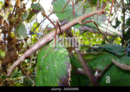 Unarmed Stick Insect - Acanthoxyla inermis Stock Photo - Alamy